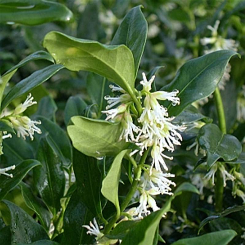 SARCOCOCCA CONFUSA 2L
